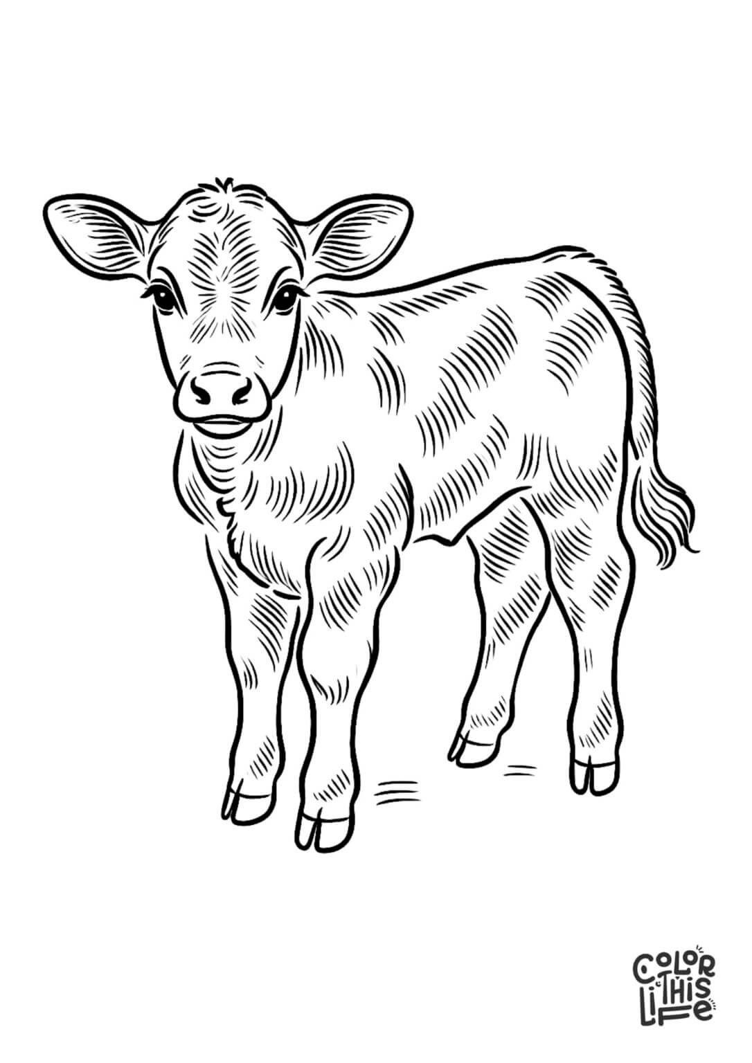 Cow Coloring Pages for Kids (Free Printable)