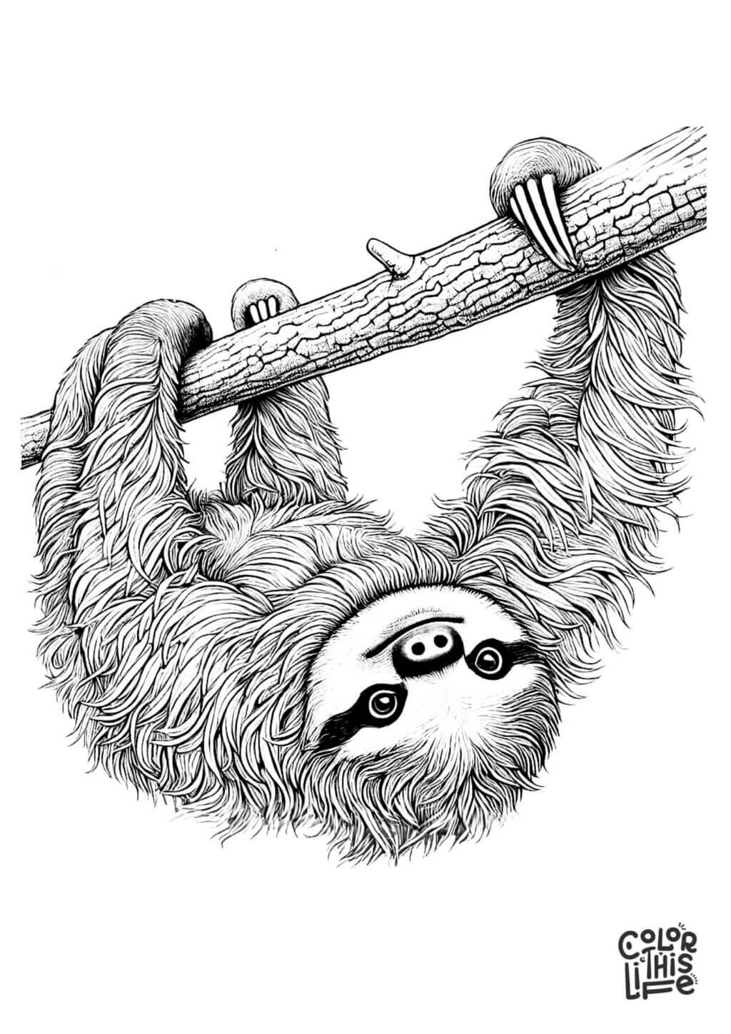 Realistic cute sloth coloring page - Color This Life