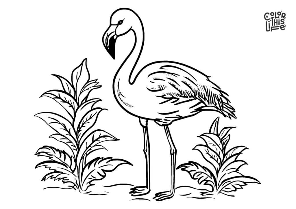 Printable flamingo coloring page - Color This Life