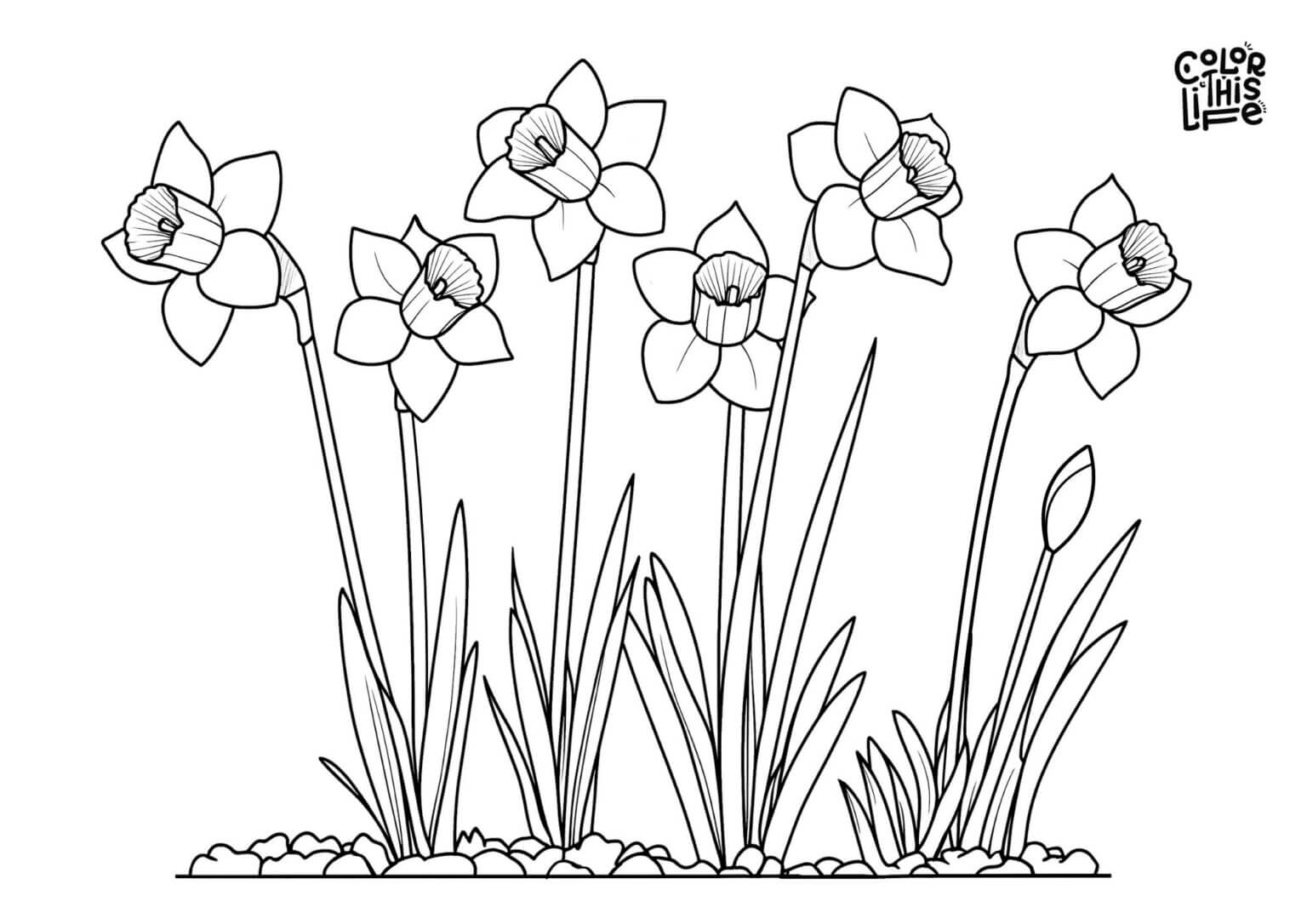 Free Printable Daffodil Coloring Pages - Color This Life