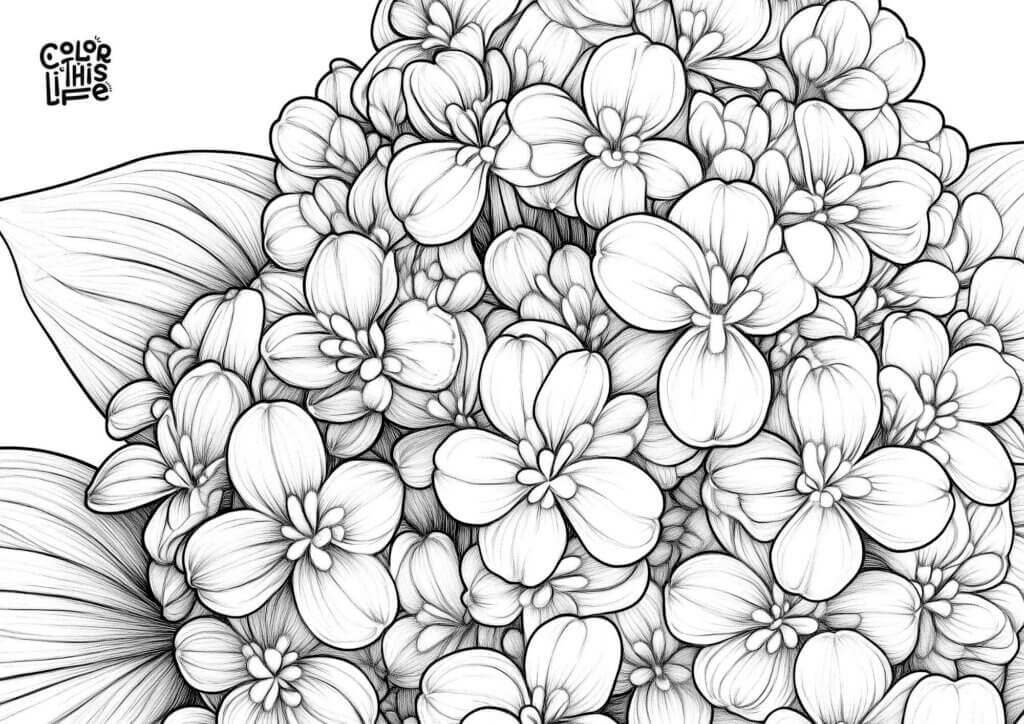 Detailed lilac coloring page with close-up flowers - Color This Life