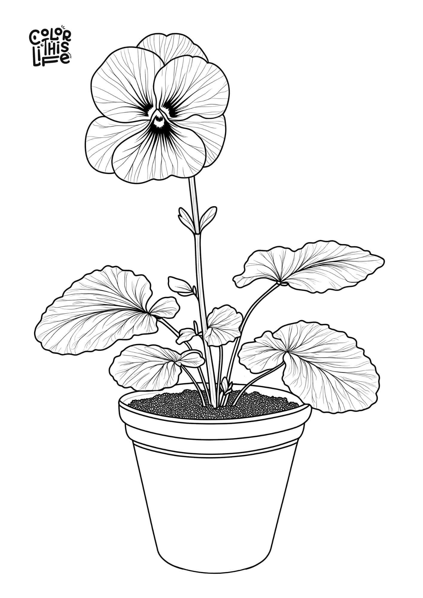 Spring Flower Coloring Pages (Free Printable)