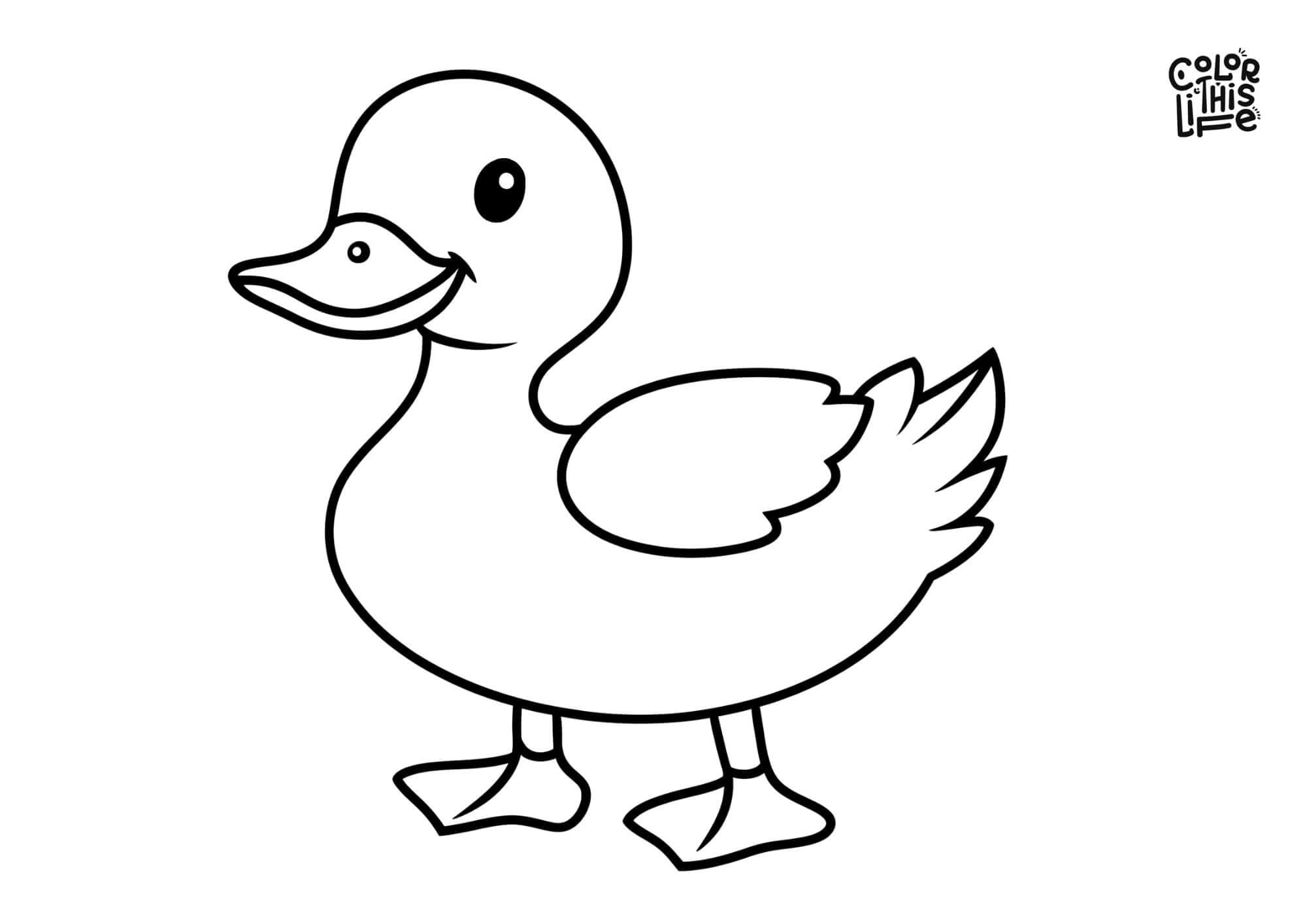 Simple mallard duck coloring page for kids