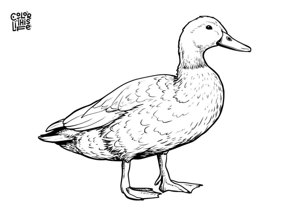 Free Printable Duck Coloring Pages - Color This Life