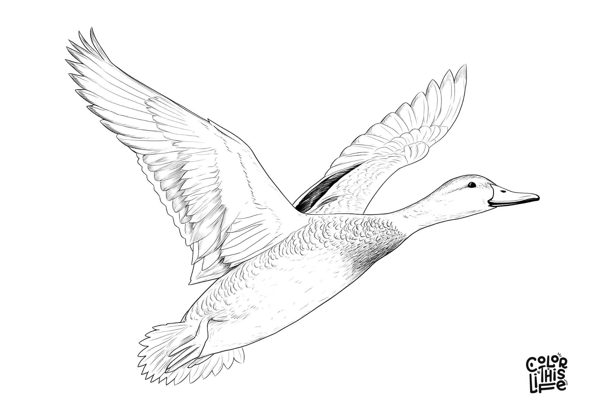 Free Printable Duck Coloring Pages - Color This Life