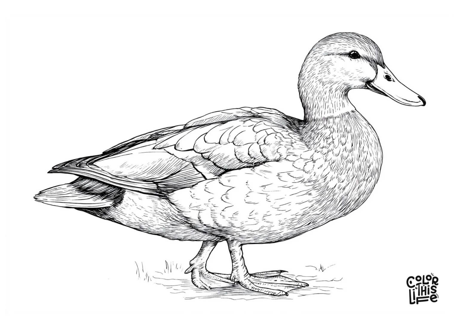 Free Printable Duck Coloring Pages - Color This Life