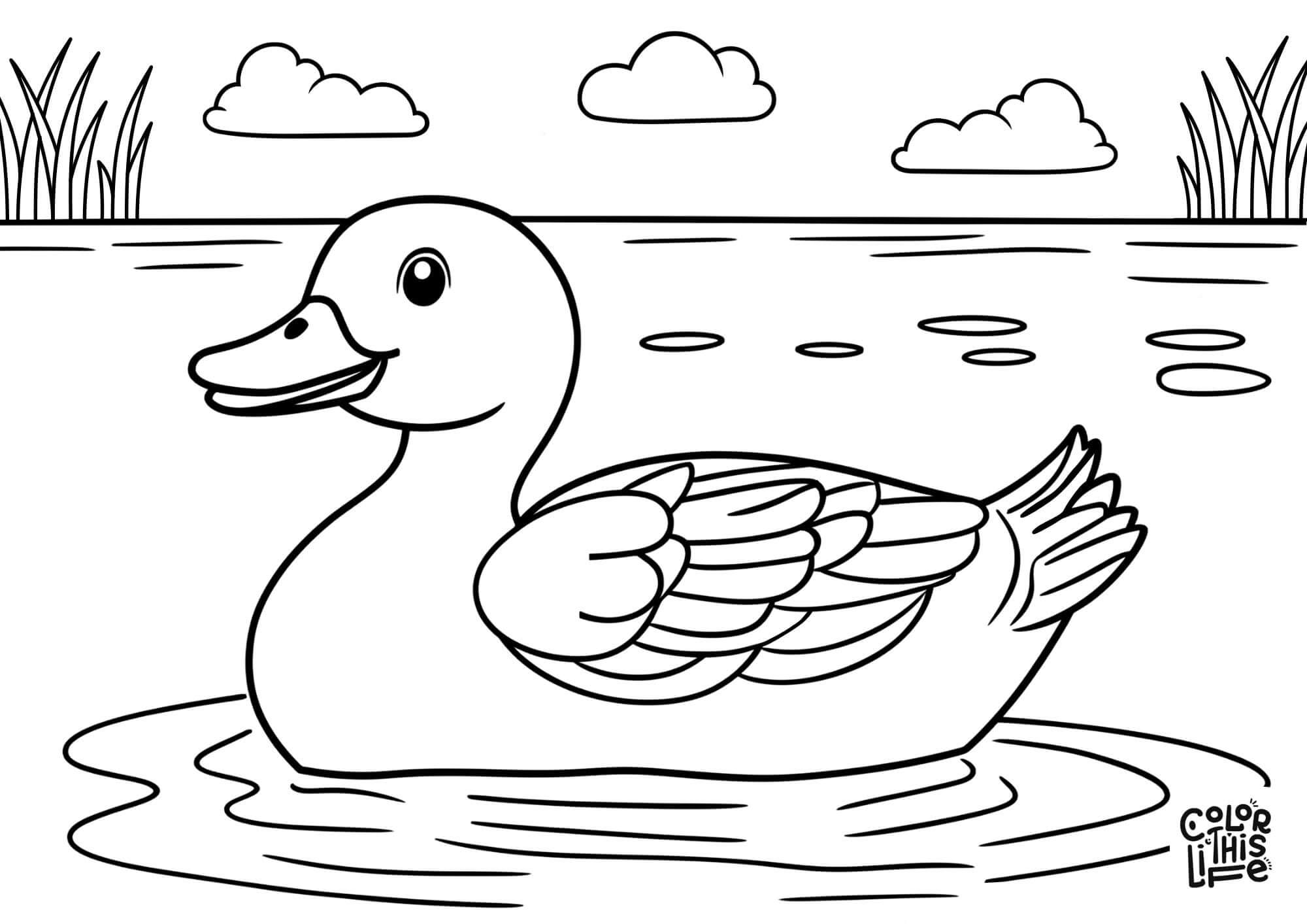 Realistic mallard duck coloring page for adults